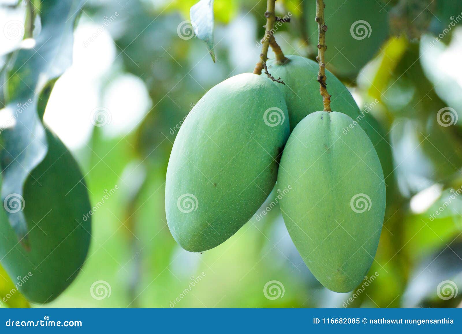 Mango Fruit on the Tree.green Color Stock Image - Image of organic ...