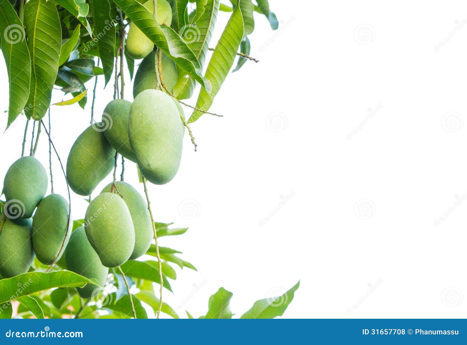 Mango fruit stock photo. Image of nature, outdoors, agriculture - 31657708