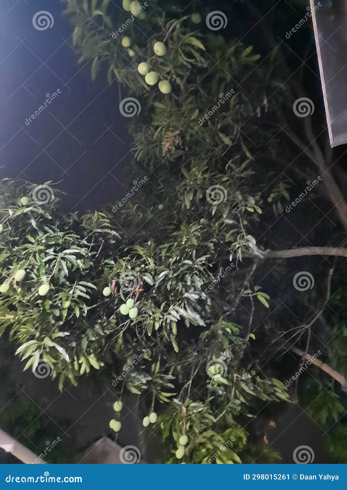 Mango Fruit on a Tree at Night Stock Image - Image of green, jungle ...