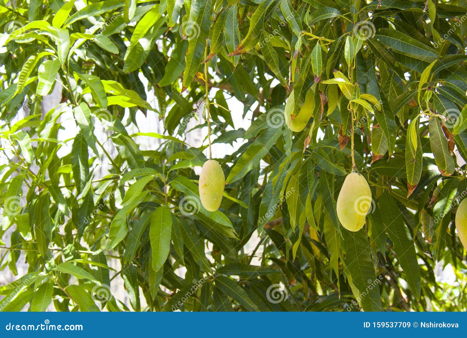 Mango fruit, on the tree stock image. Image of sweet - 159537709