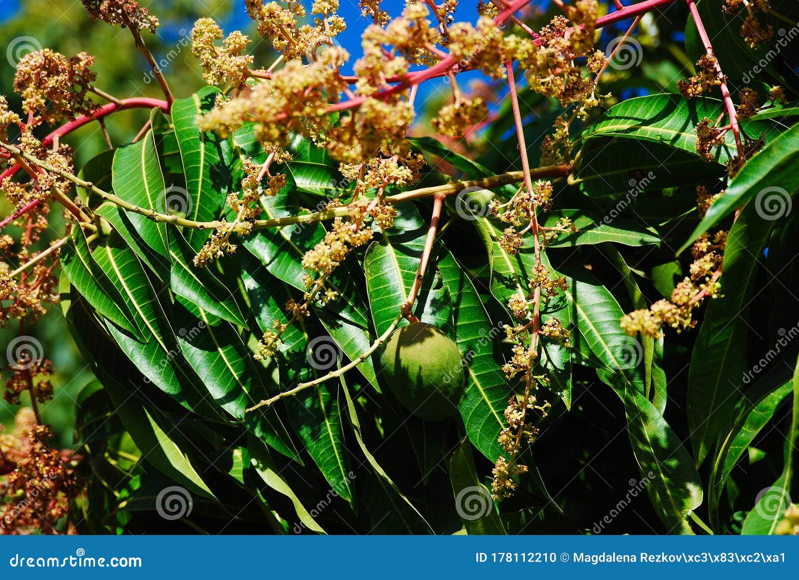 The Mango Fruit Tree on the Spring in the Cuba Stock Photo - Image of ...