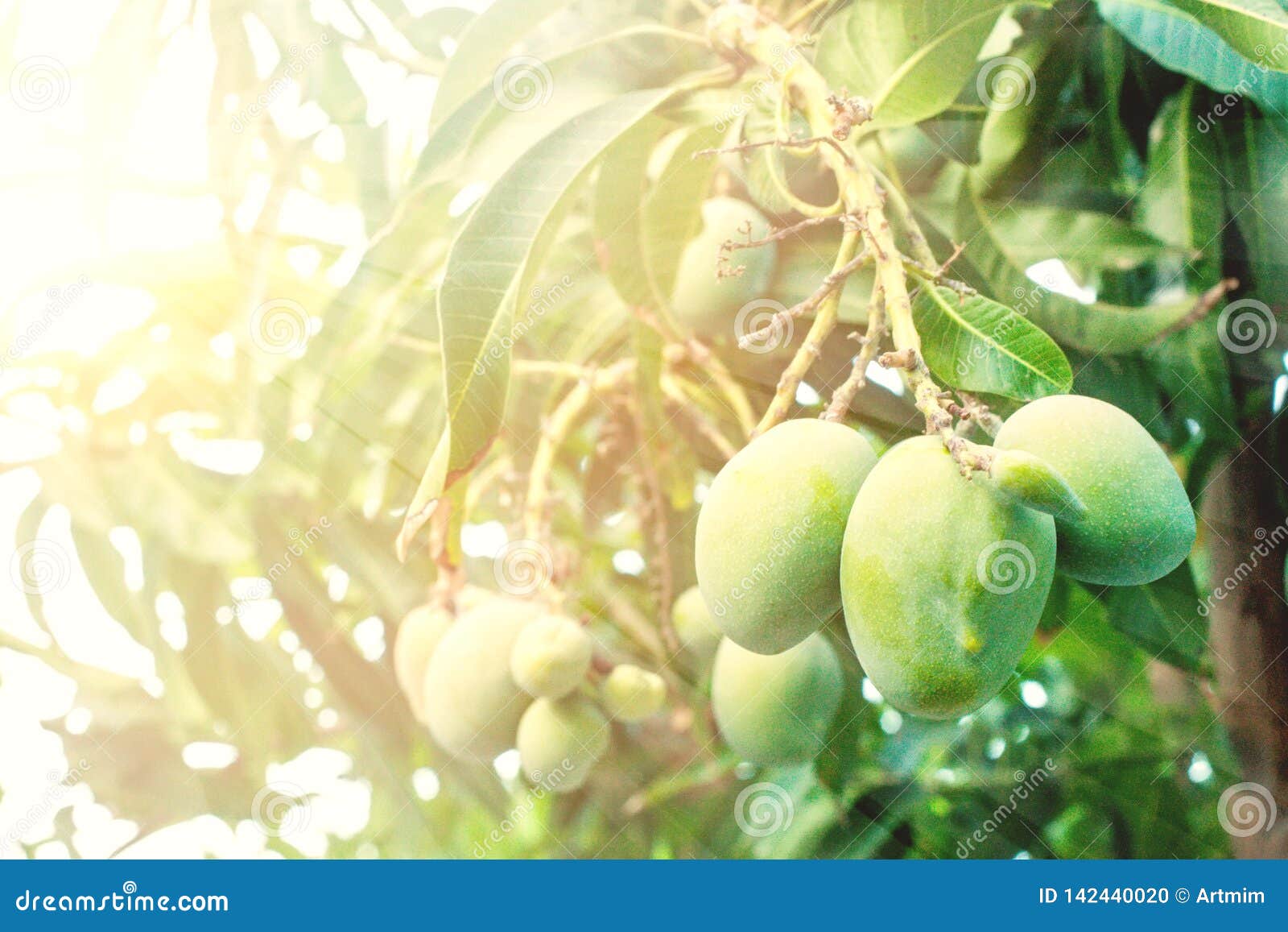 Mango Fruit on Mango Tree in Sun Light Stock Photo - Image of leaves ...