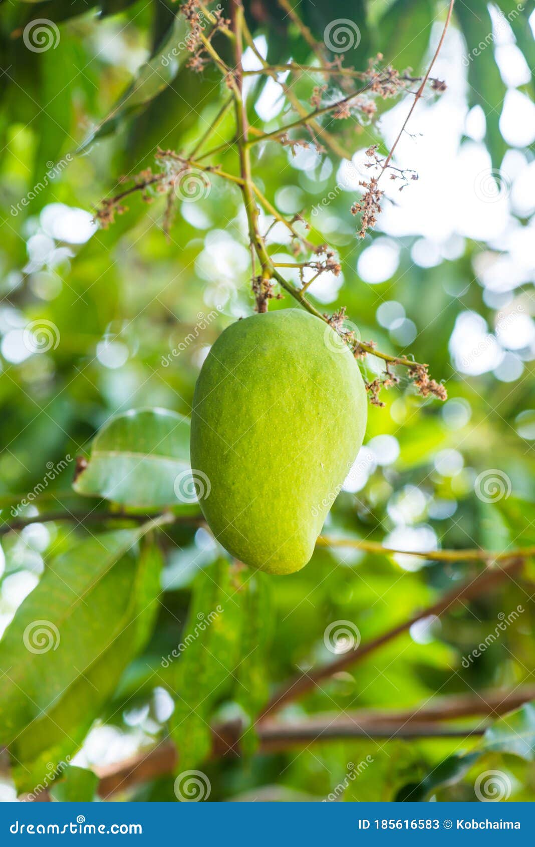 Mango fruit on the tree stock image. Image of fruit - 185616583