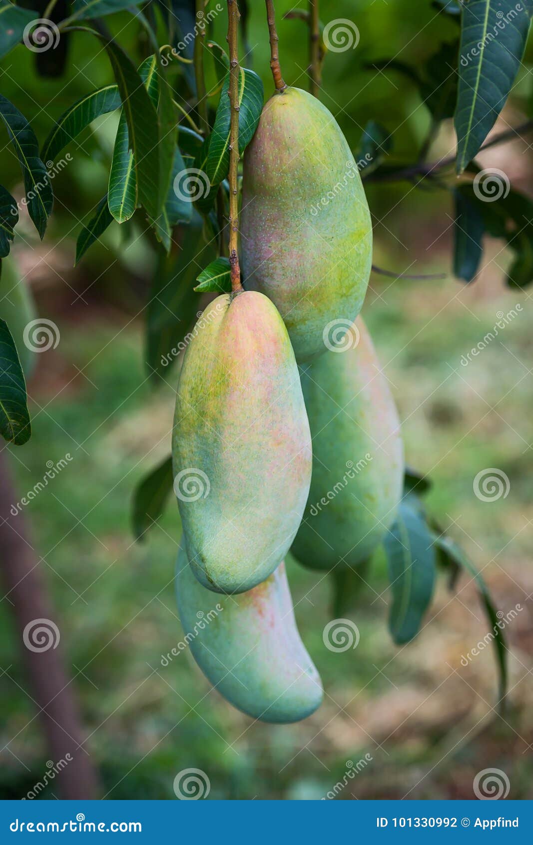Mango fruit from the tree. stock photo. Image of orange - 101330992