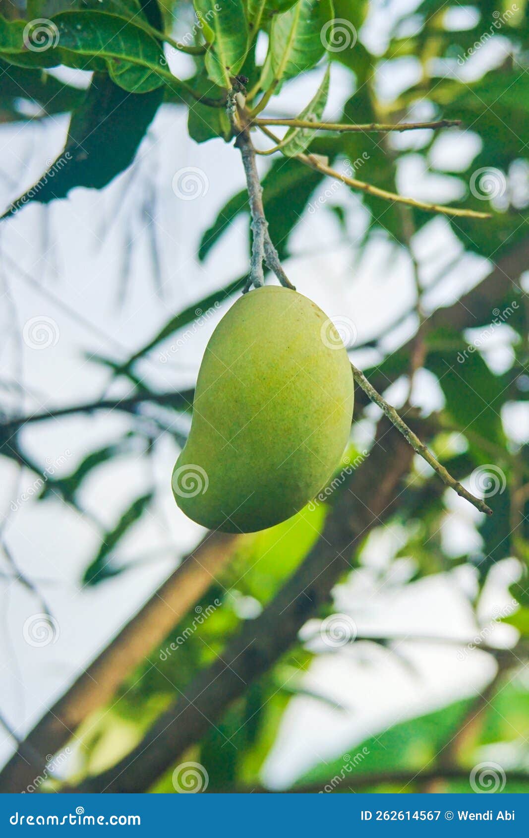 Mango Fruit Trees Hanging in the Fields Stock Image - Image of growth ...