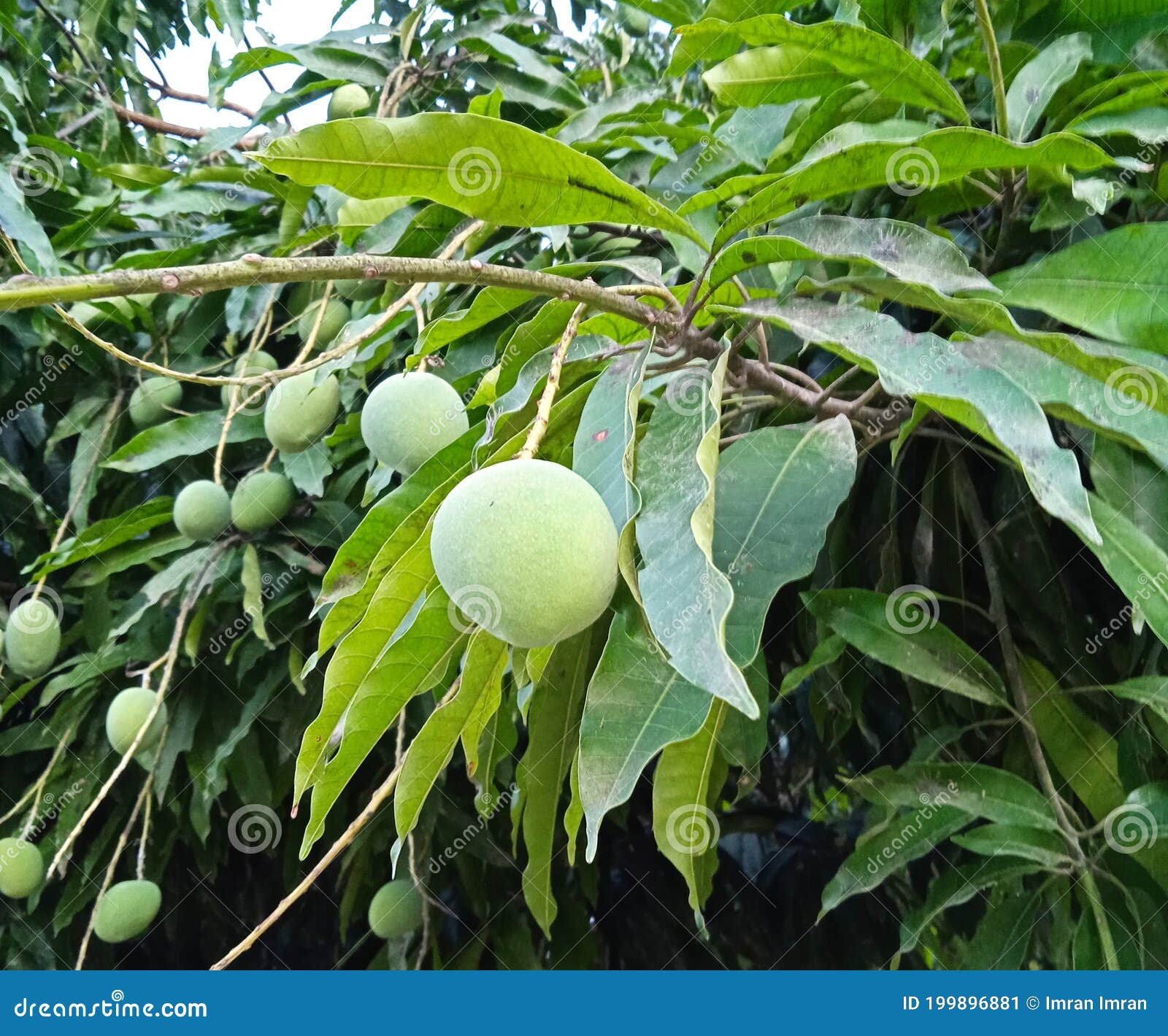 The Mango Fruit is Unique and Small Stock Image - Image of leaf, green ...