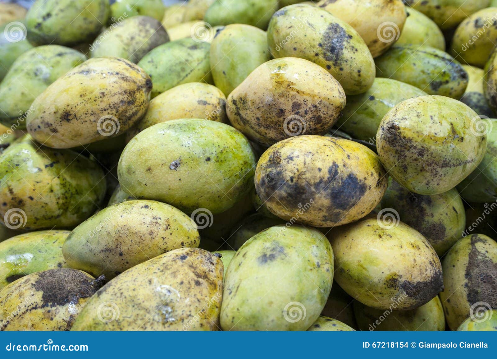 Mango fruit stock photo. Image of nutrition, tree, green - 67218154
