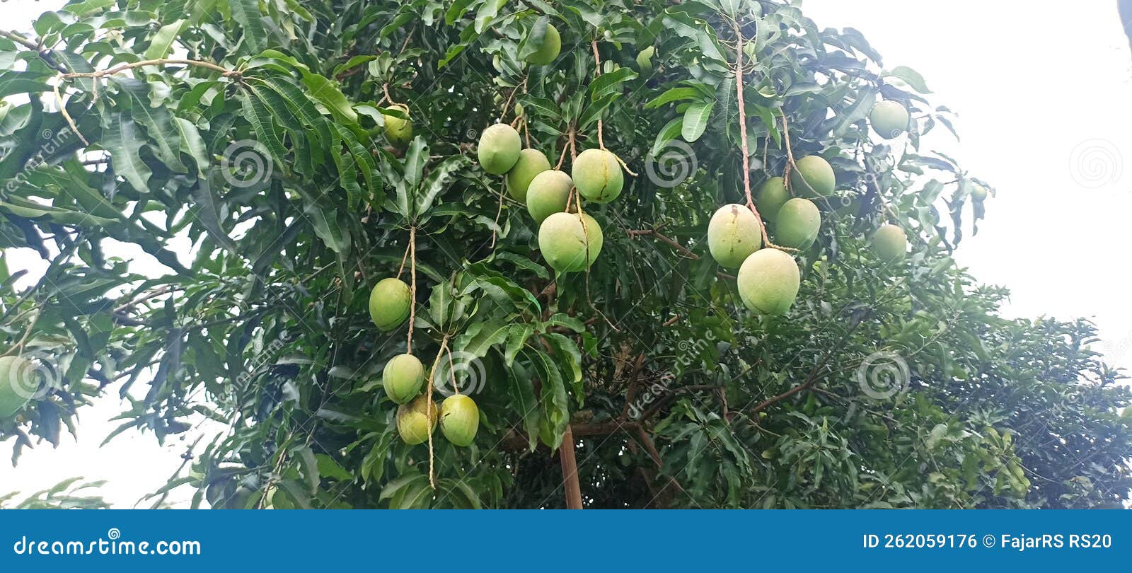 Mango Fruit very nice stock photo. Image of tree, healty - 262059176