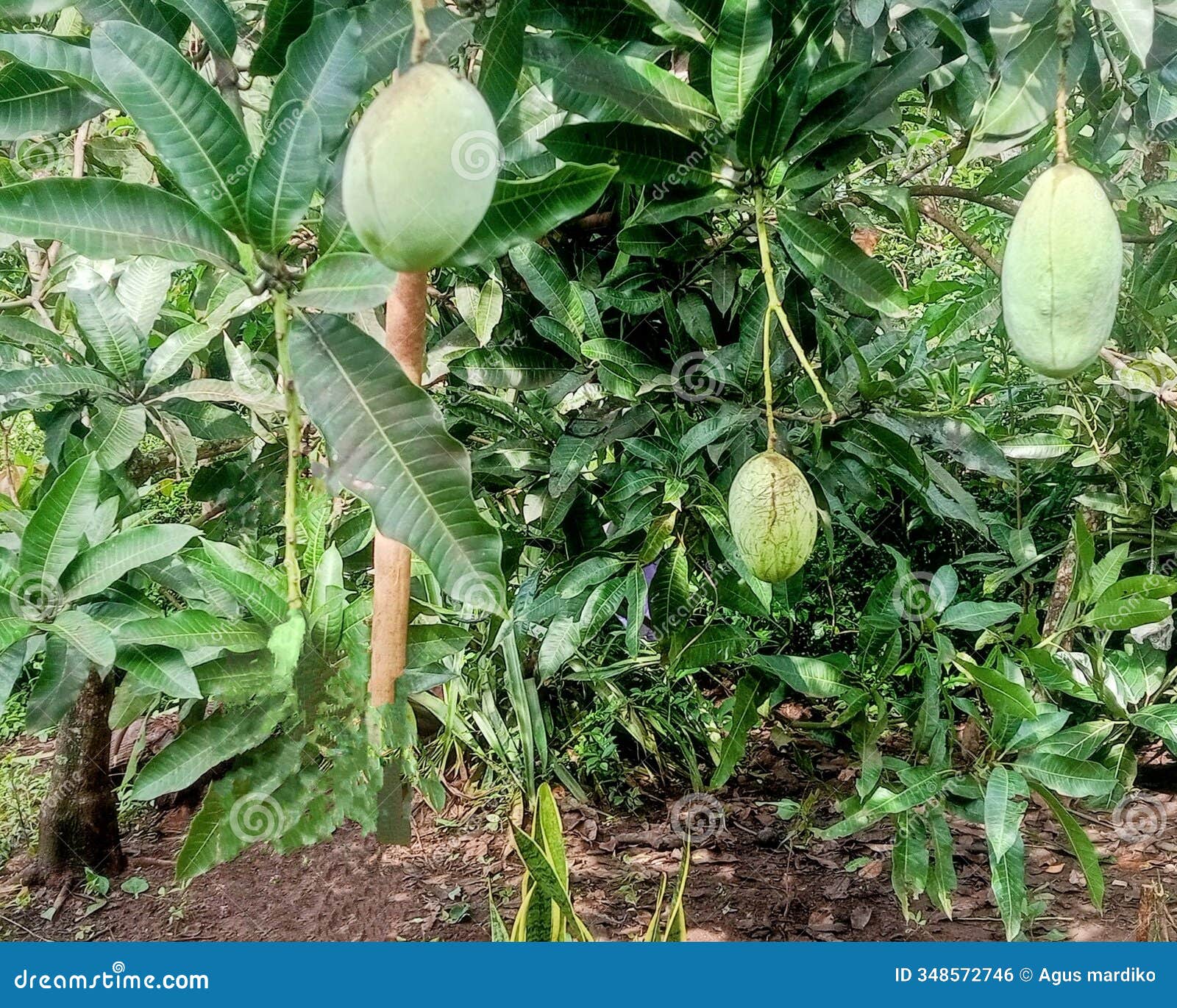 Mango Fruit is a Very Sweet Tropical Fruit. Stock Photo - Image of ...