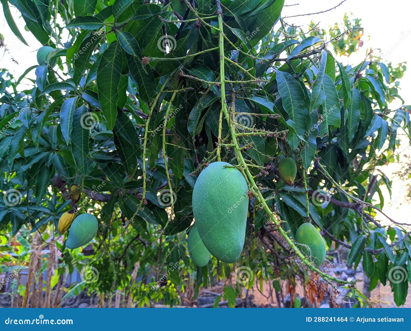 Mango Fruit is Very Tasty and Delicious Stock Photo - Image of tasty ...