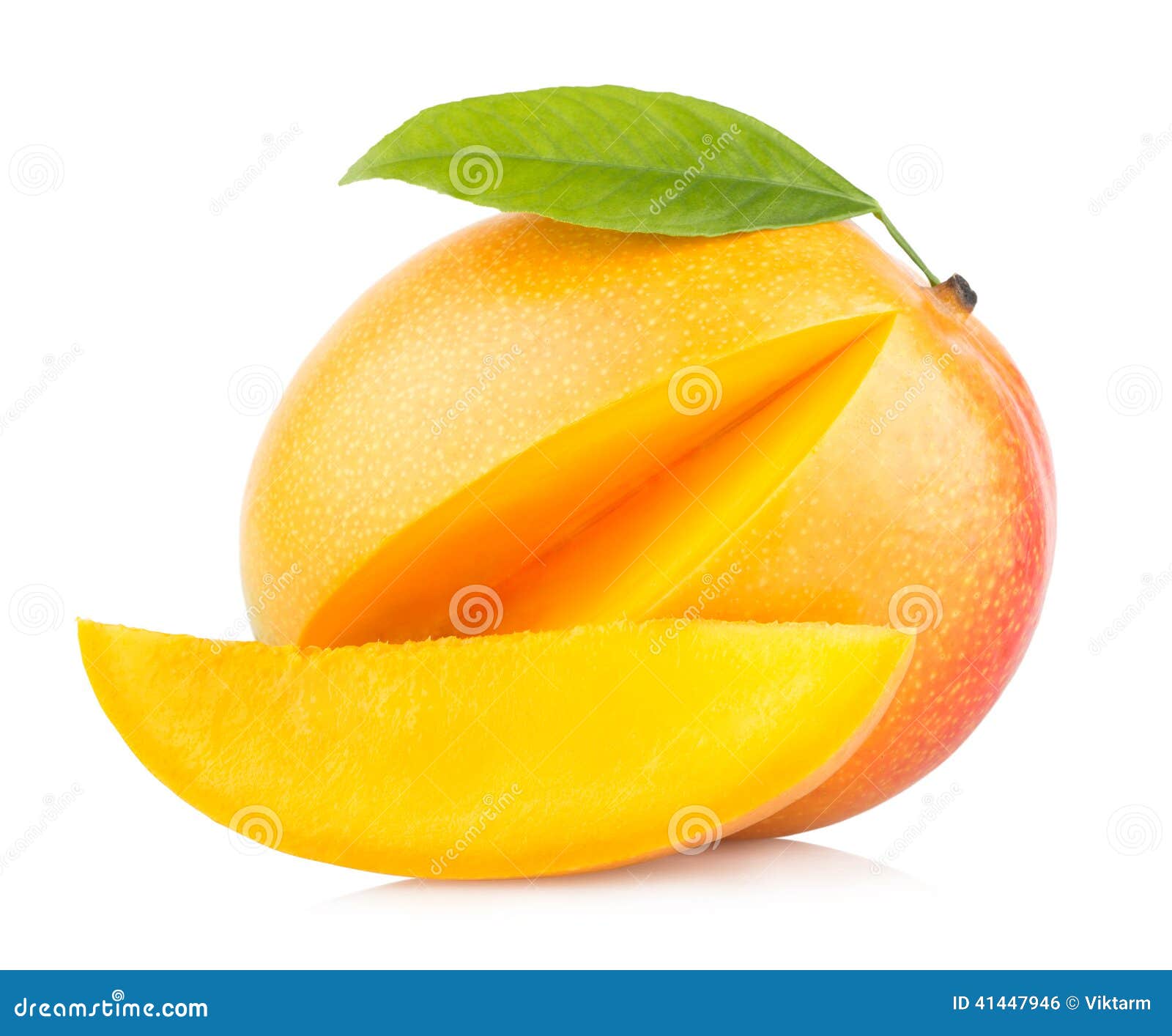 Mango Fruit On A Mango Tree In Mango Garden Background, Red Ivory Mango ...