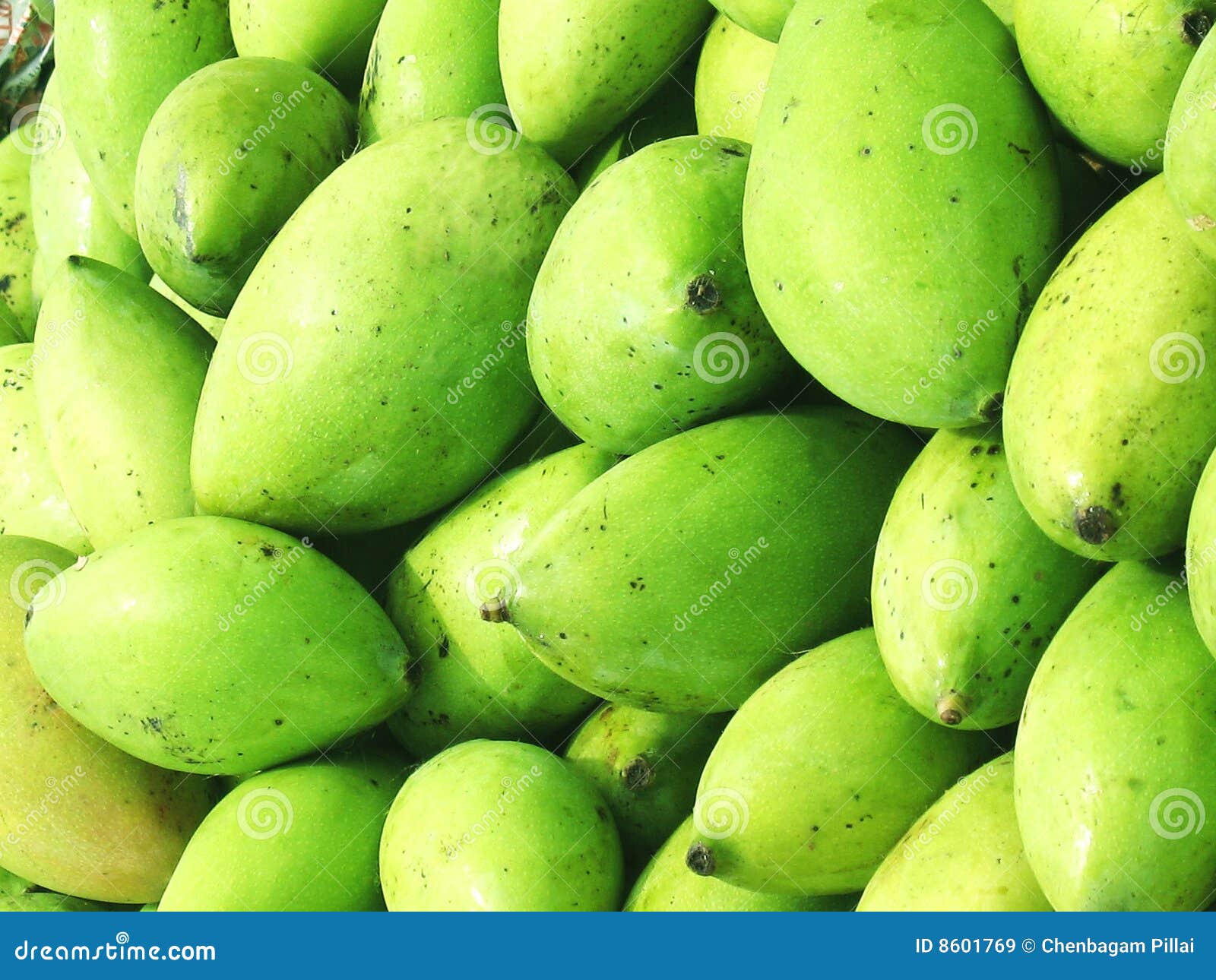 Mango fruits stock image. Image of taste, green, fruits - 8601769