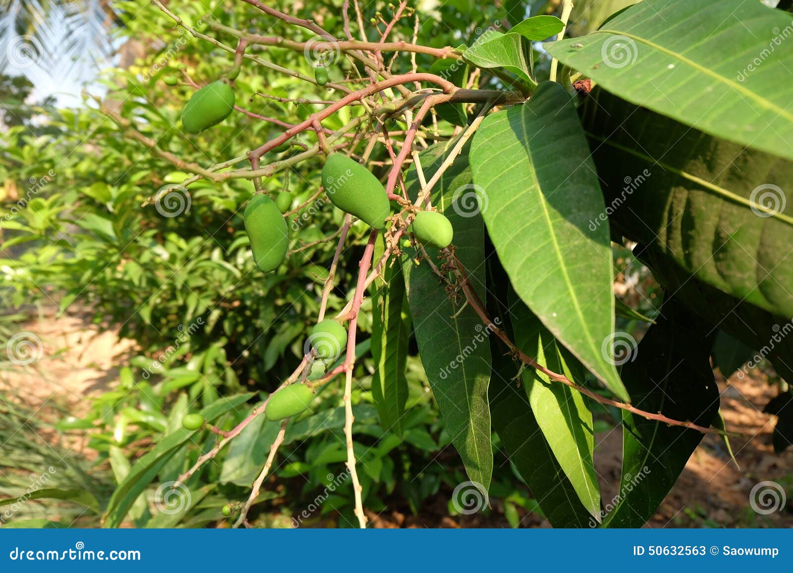 Mango Fruits Bunch on the Tree Stock Image - Image of fruits, leaves ...