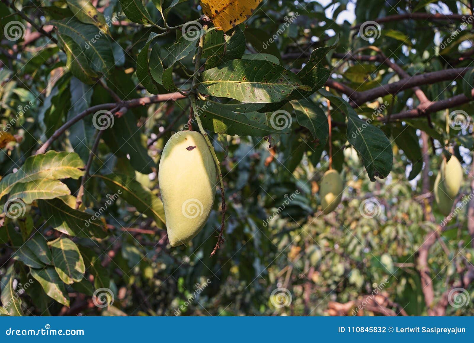 Mango Fruits Damage from Pest, Rotten Stock Photo - Image of garden ...