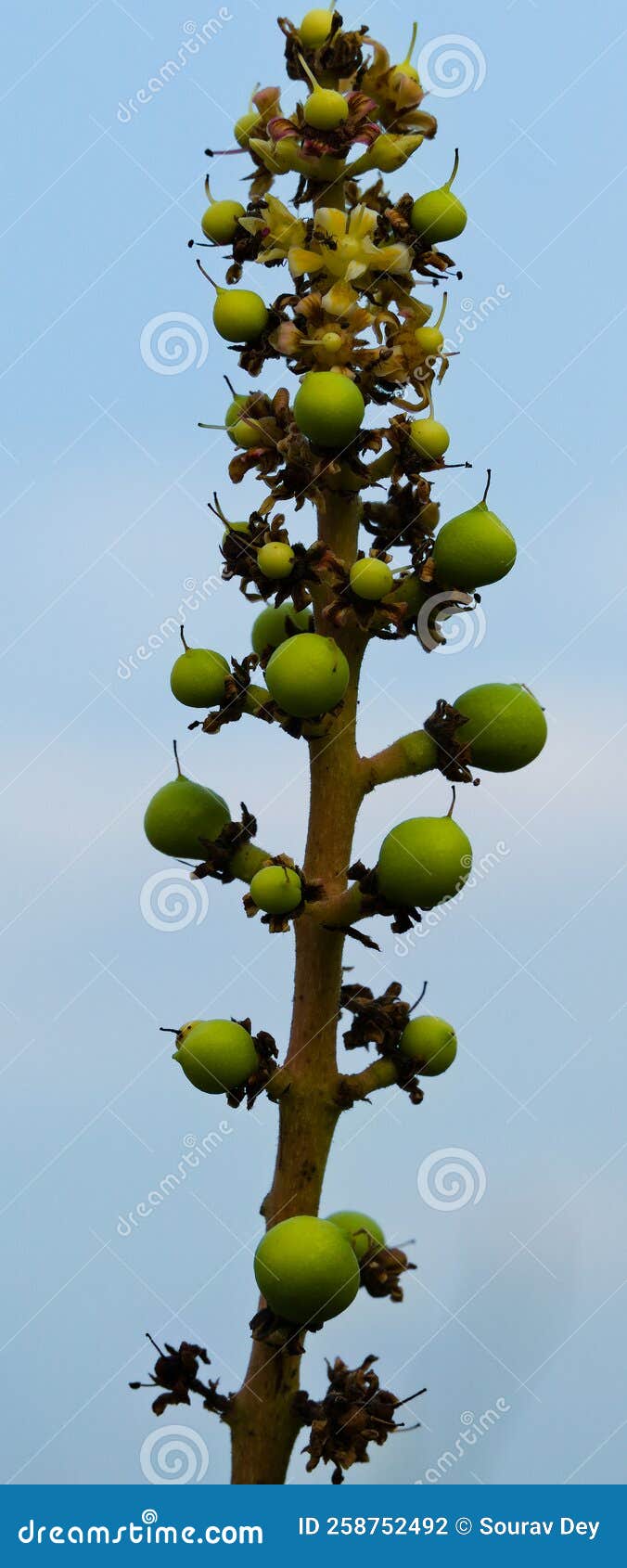 Mango Fruits Developing from Flowers in Natural Ways Stock Photo ...