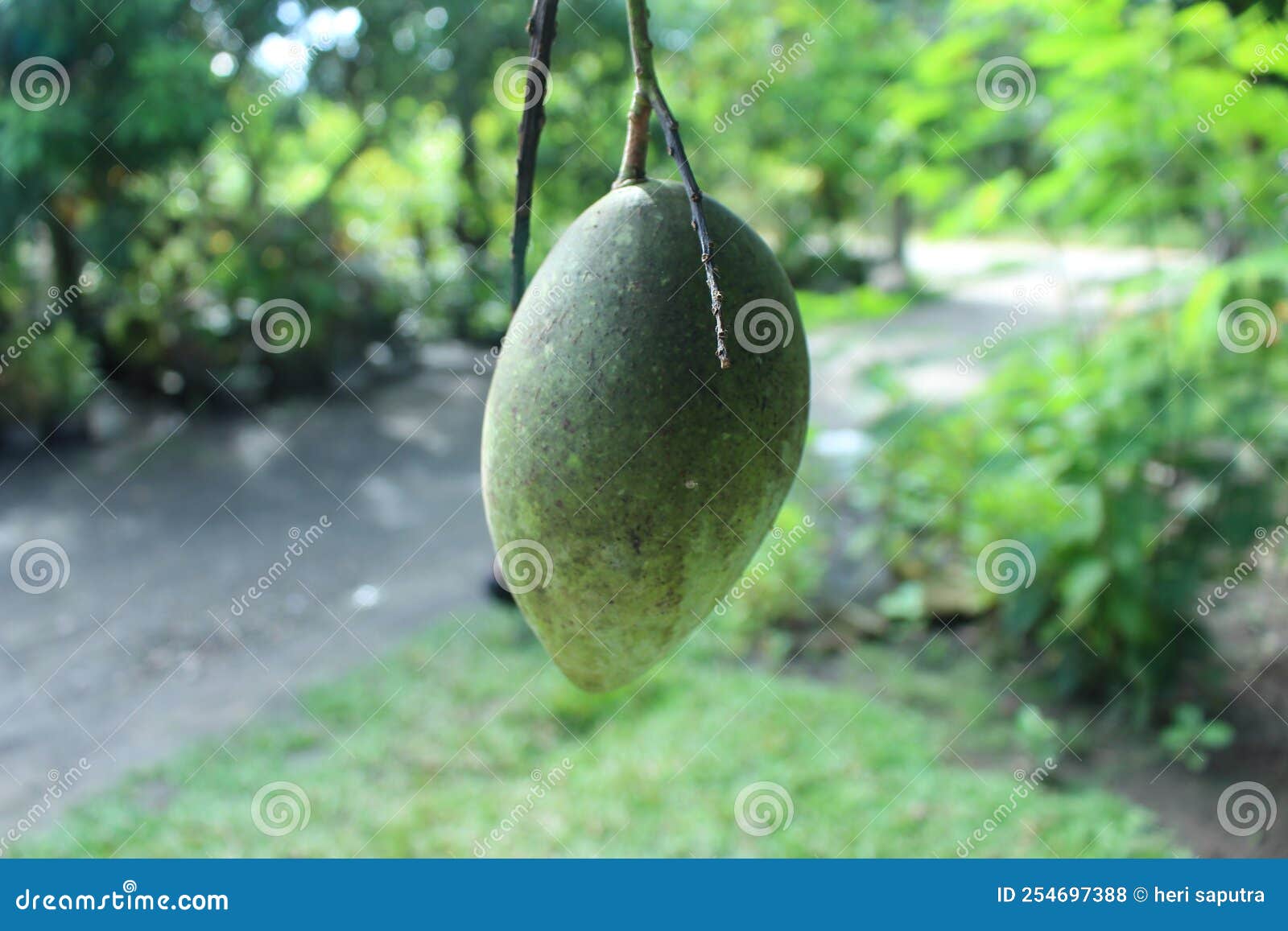 Mango Fruits Have a Sweet and Pleasant Taste Stock Photo - Image of ...