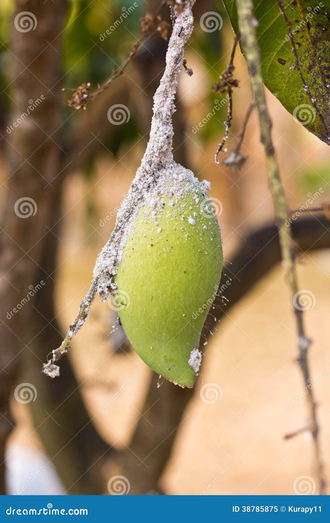 Mango Fruits are Insect Damage Stock Image - Image of green, ripe: 38785875