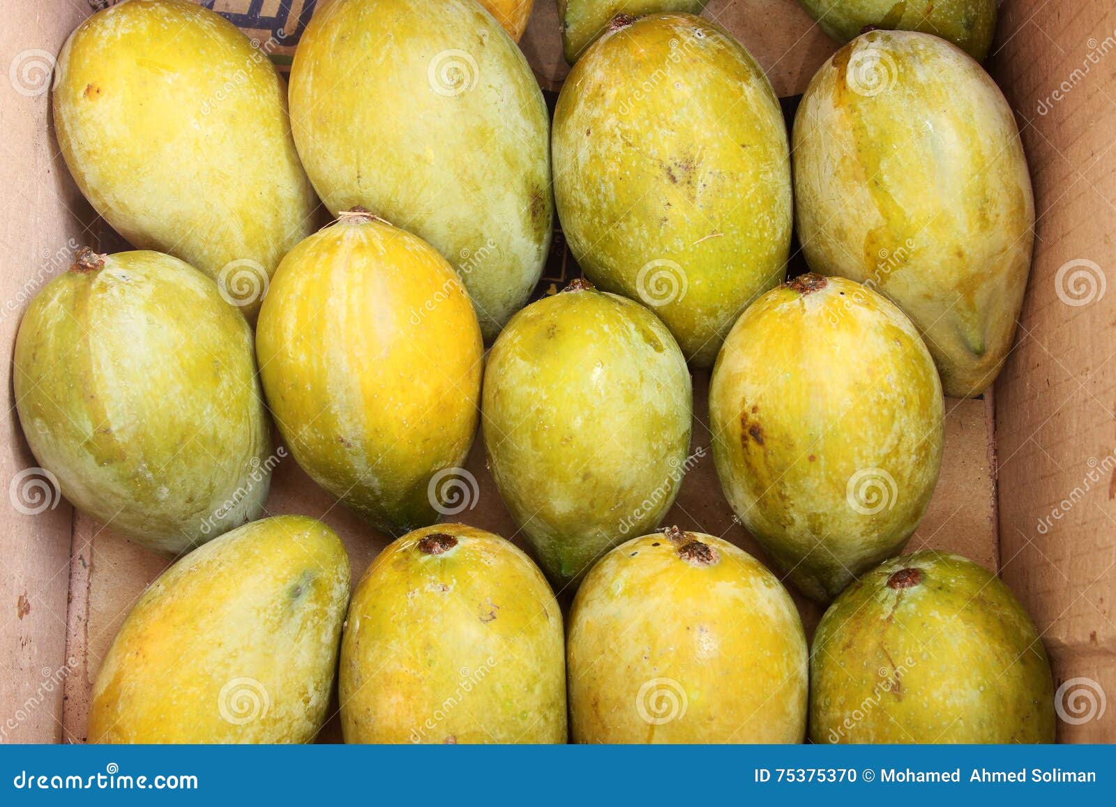 Mango fruits stock photo. Image of mango, freshness, vitamin - 75375370