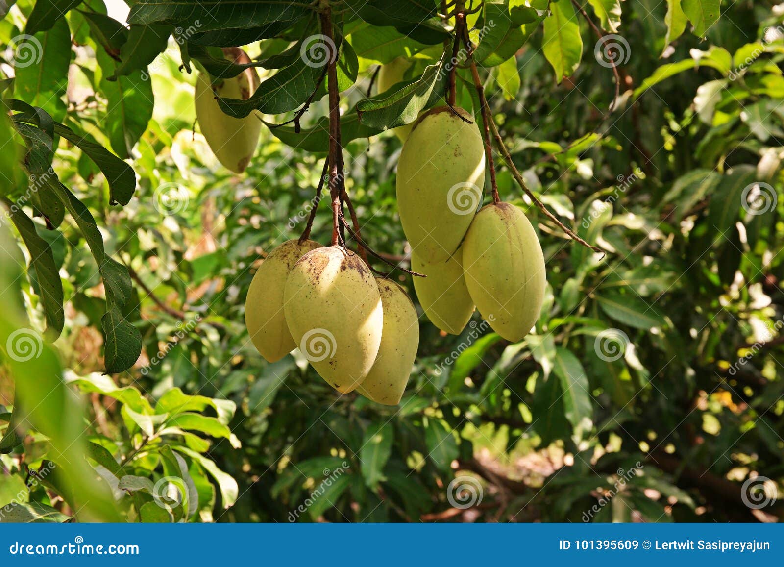 Mango Fruits Peel Damage from Pest Stock Image - Image of growth ...