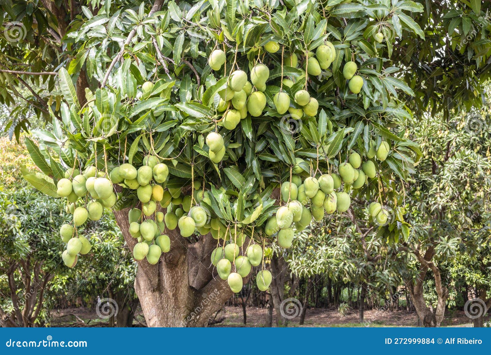 Mango Fruits are Ripening on Mango Tree Orchard Stock Photo - Image of ...