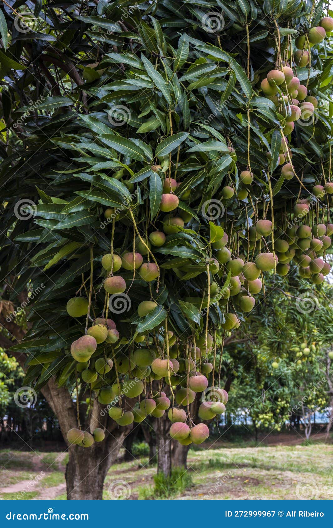 Mango Fruits are Ripening on Mango Tree Orchard Stock Image - Image of ...