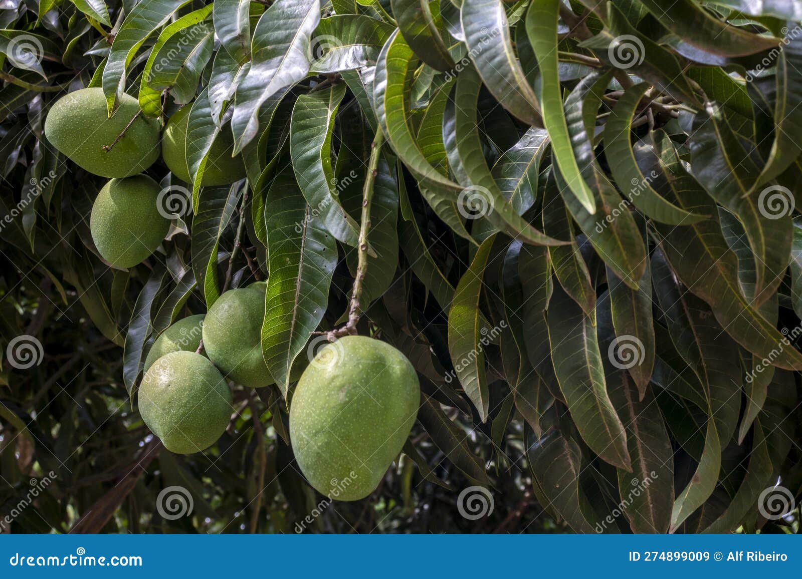 Mango Fruits are Ripening on Mango Tree Orchard Stock Image - Image of ...