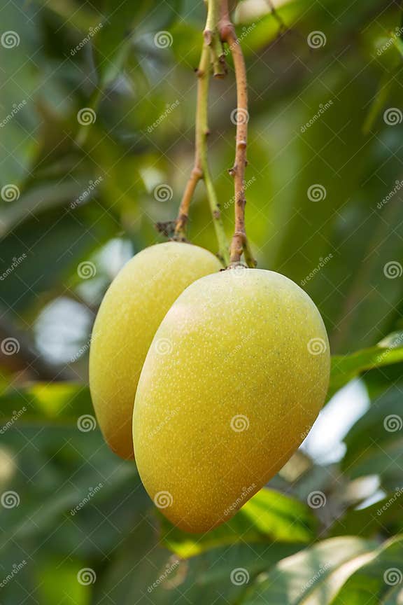 Mango fruits on a tree stock photo. Image of agriculture - 40305240