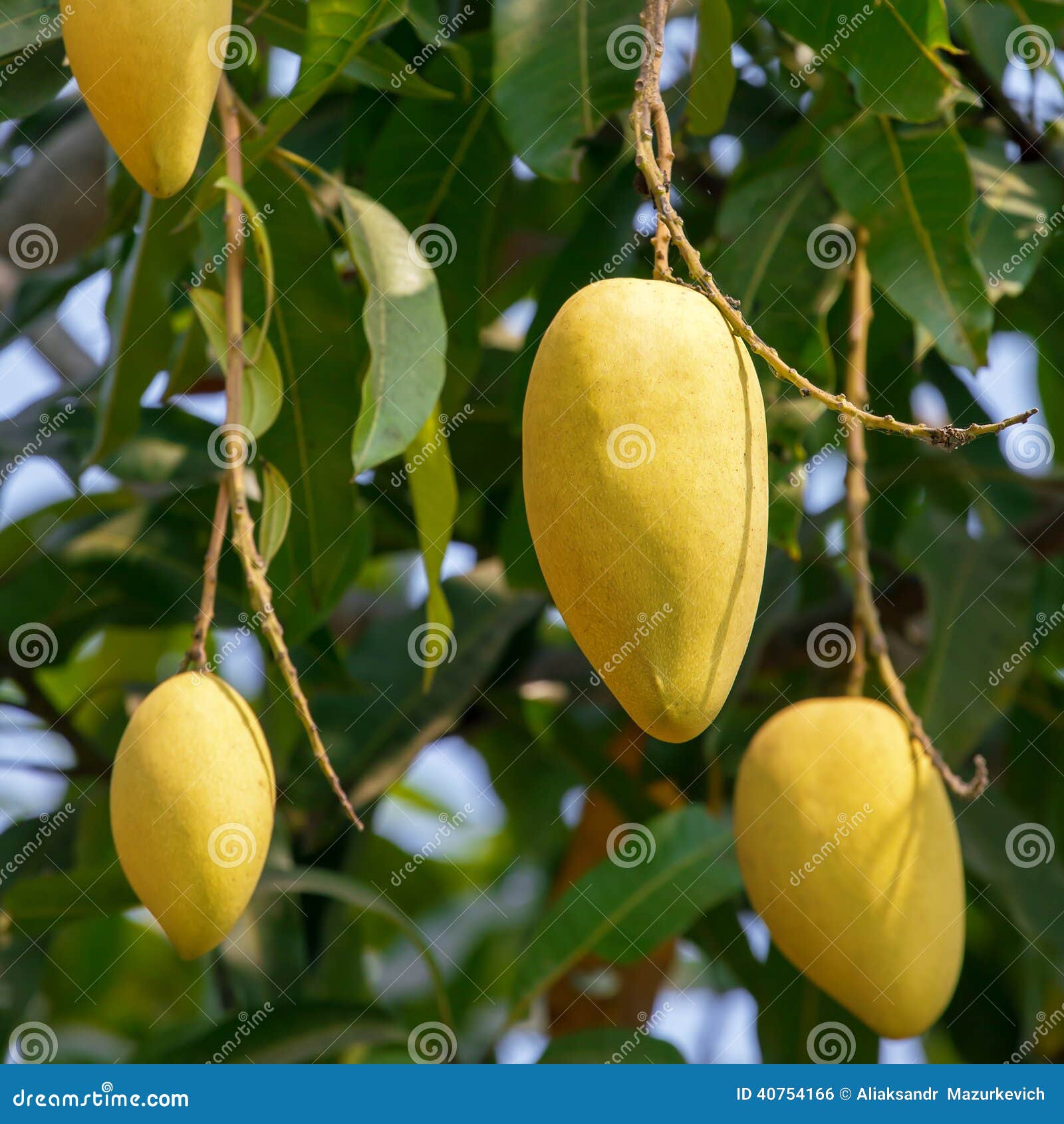 466 Close Up Mangoes Mango Tree Stock Photos - Free & Royalty-Free ...