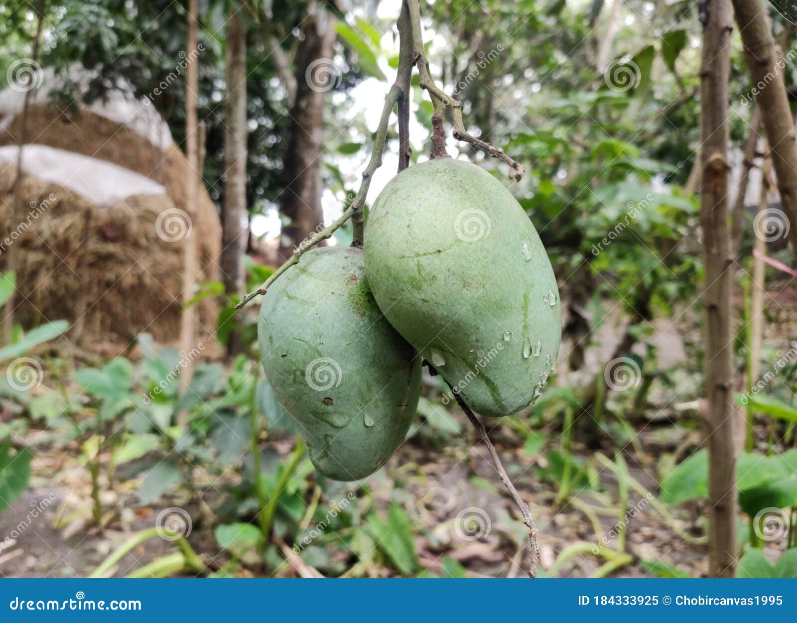 Mango Fruits on Tree,Dhaka,Bangladesh Stock Image - Image of solo ...