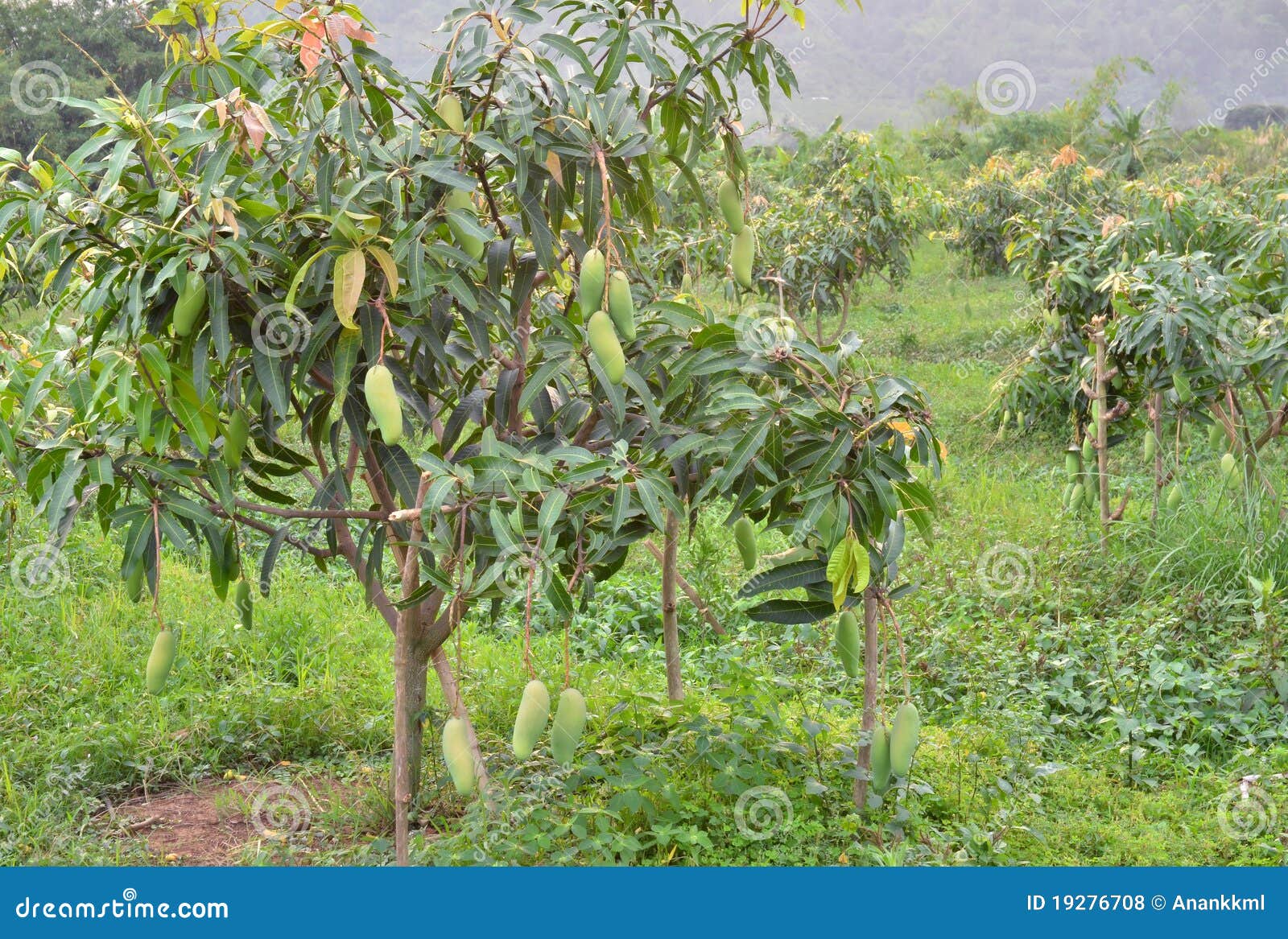 Mango garden stock photo. Image of farm, nature, freshness - 19276708