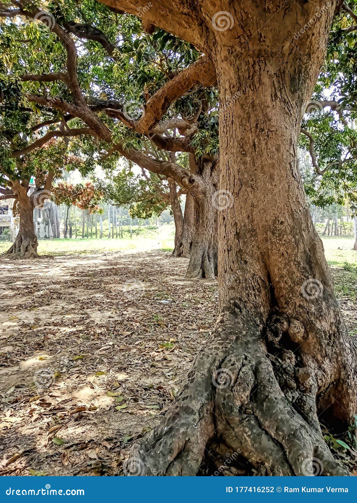 Mango Garden Awesome and Beautiful Image India Stock Photo - Image of ...