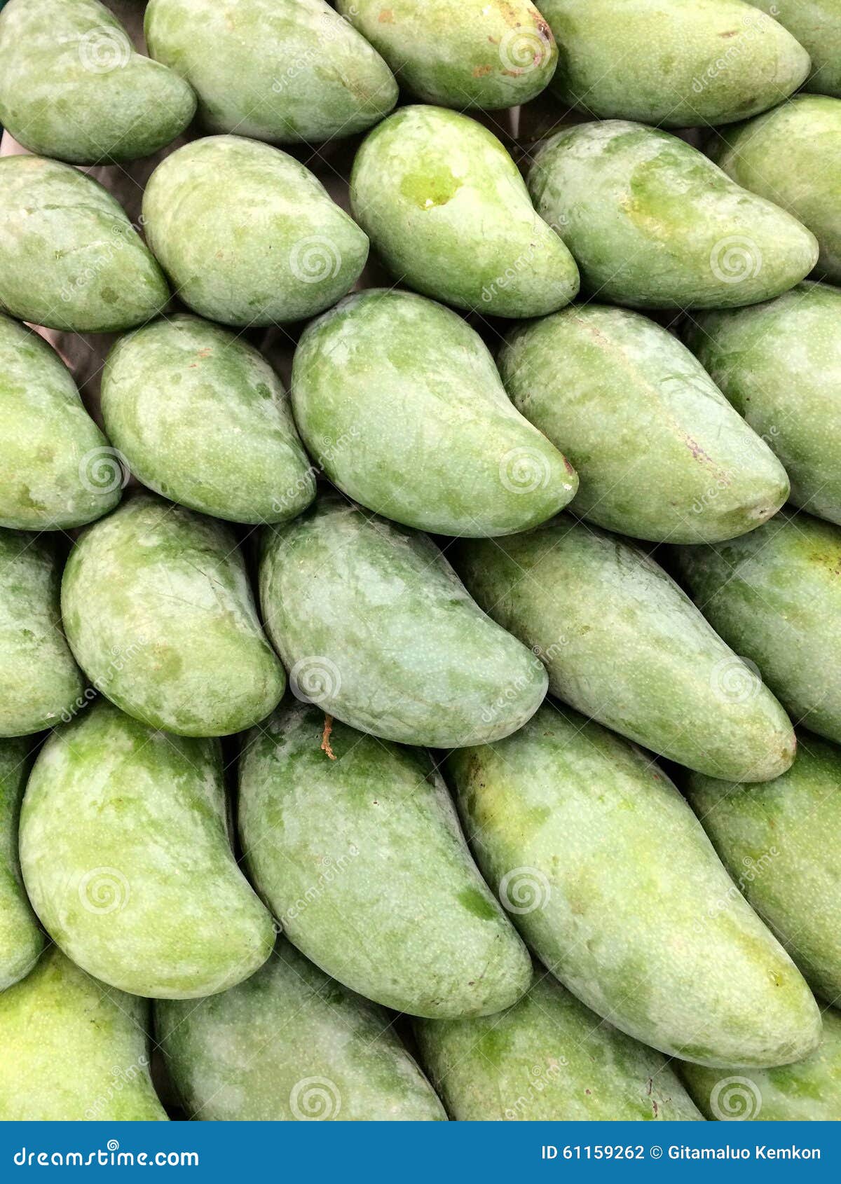 Mango stock photo. Image of fruit, garden, mango, thailand - 61159262