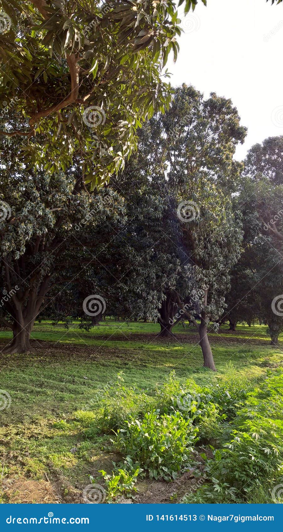 Mango garden stock image. Image of green, beautiful - 141614513
