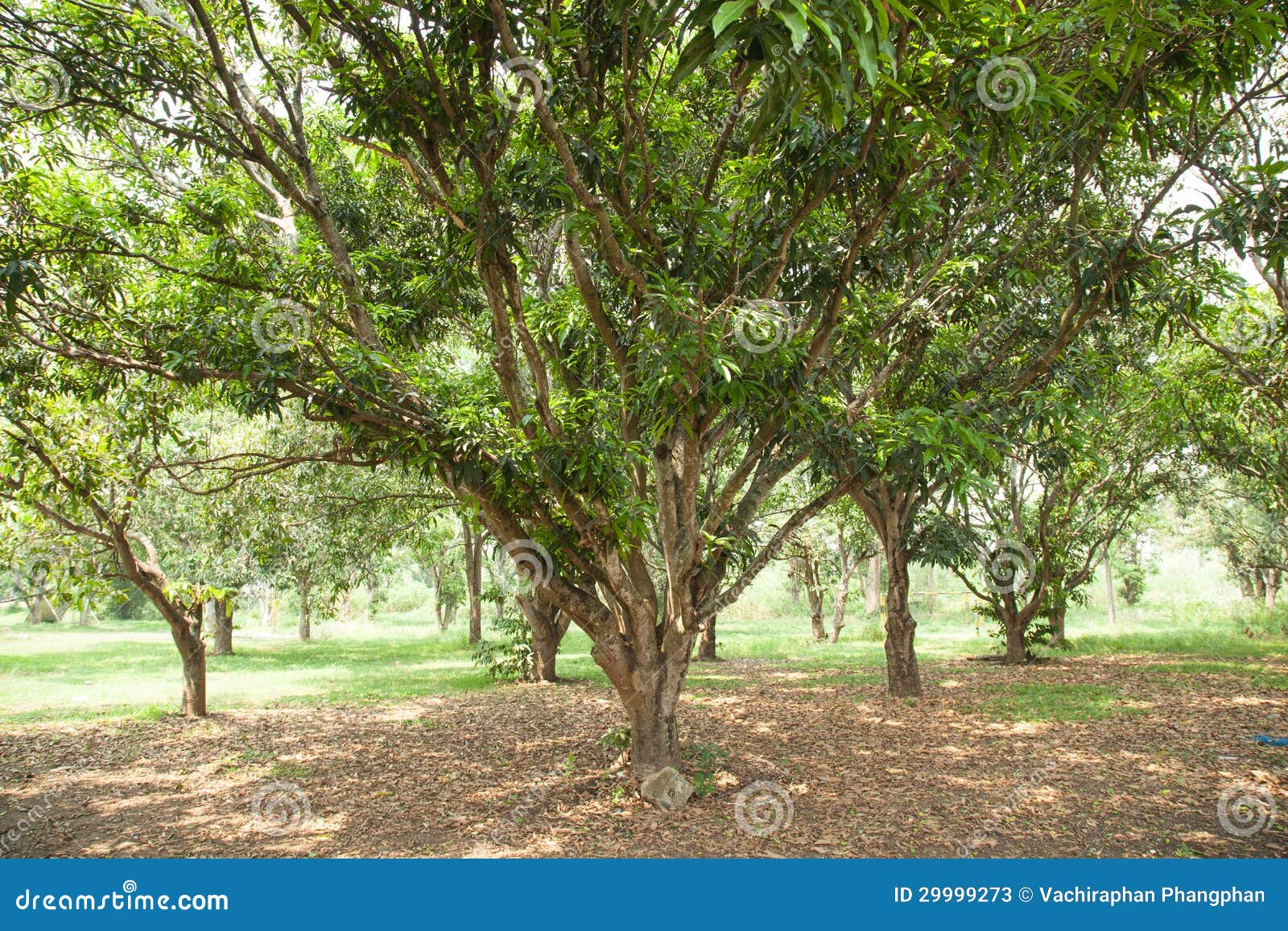 Mango plantation. stock image. Image of food, fruit, agrarian - 29999273