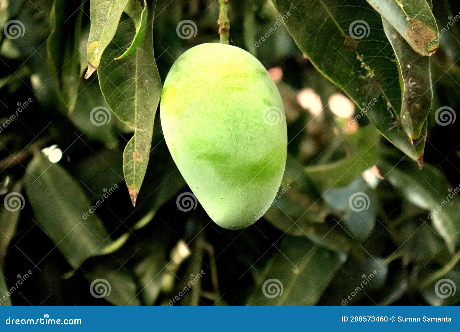 Mango in the Mango Garden with Mango Tree Stock Photo - Image of plant ...