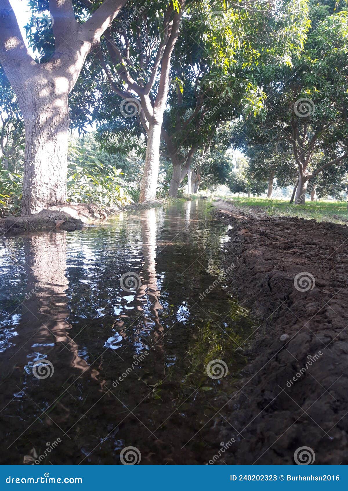 Mango garden stock image. Image of backyard, pond, stream - 240202323