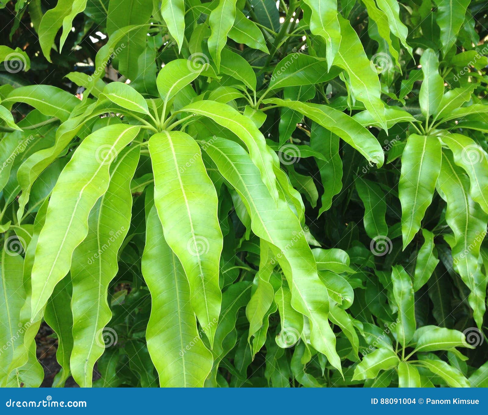 Mango Green Leaves Abstract Texture Background Stock Photo - Image of ...