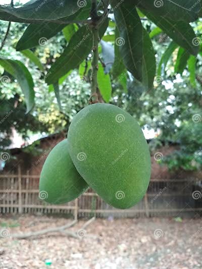 Mango stock image. Image of himsagar, fruit, mango, green - 126722835