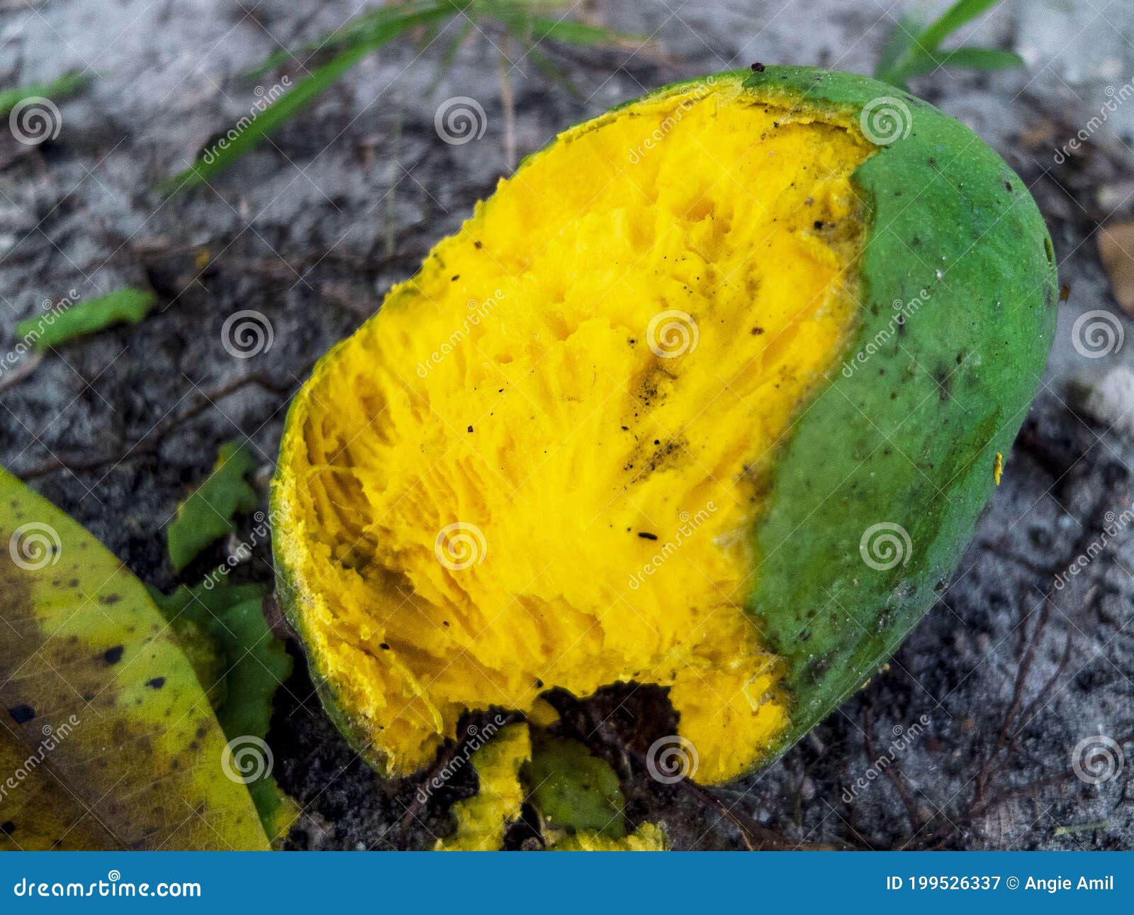 Mango on the Ground Half Eaten and Dirt Stock Image - Image of slice ...