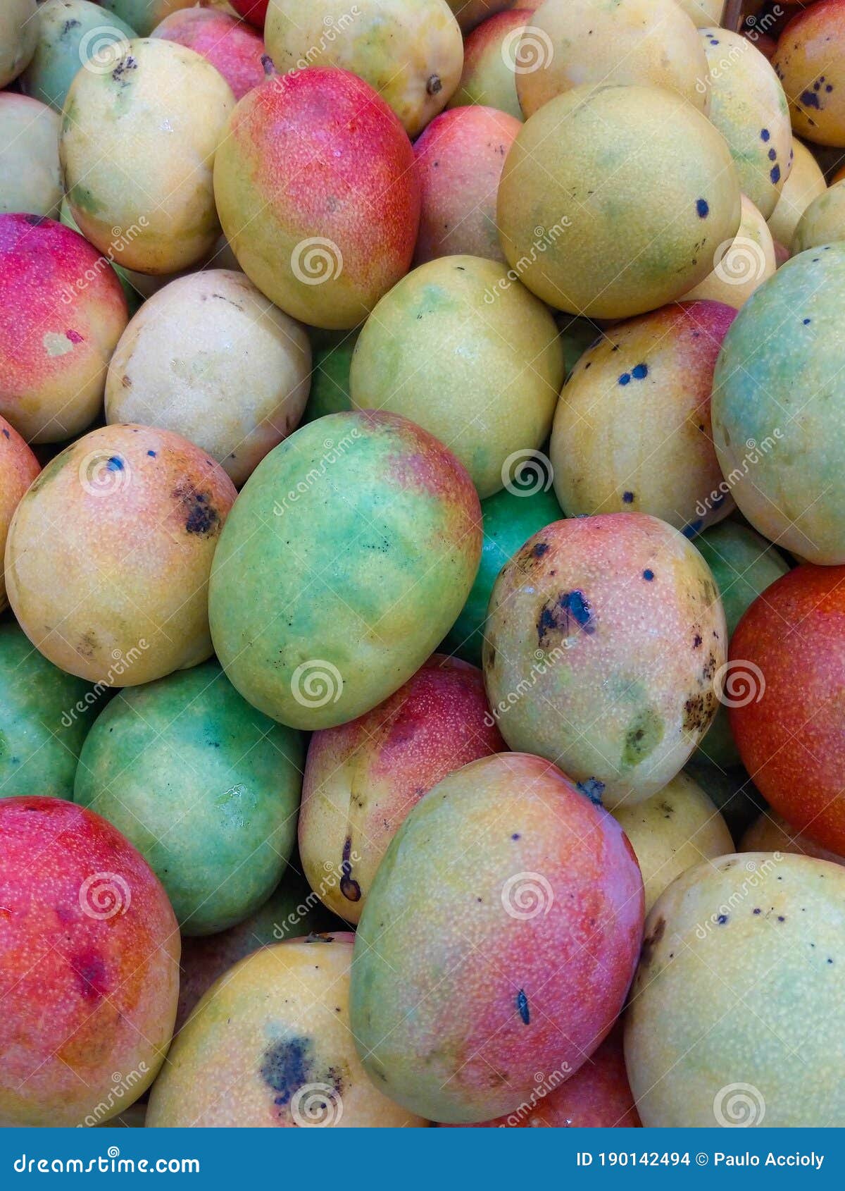 Mango Haden Brazilian Fruit Stock Photo - Image of mango, haden: 190142494