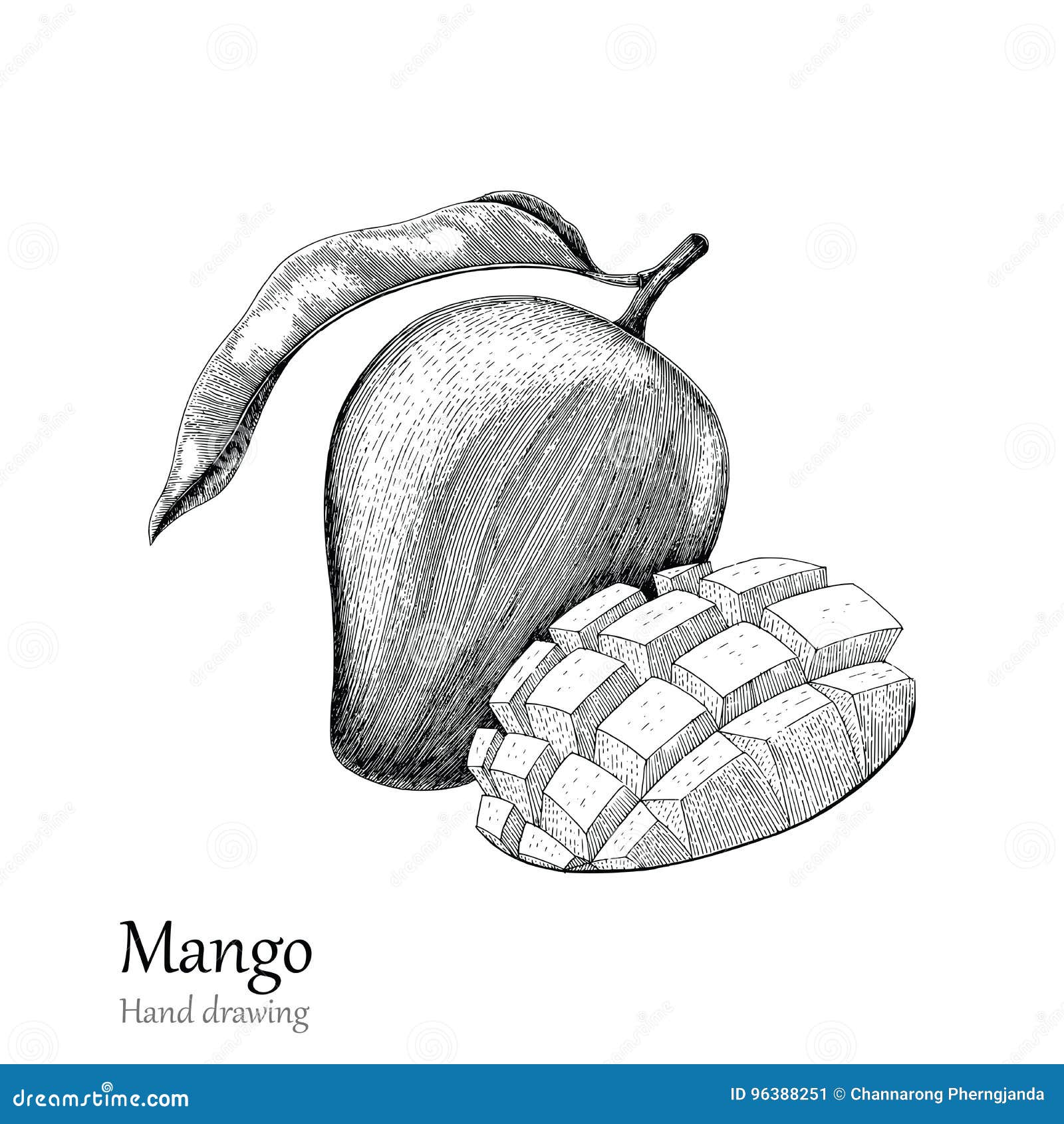 Mango Hand Drawing Engraving Style Stock Vector - Illustration of ...