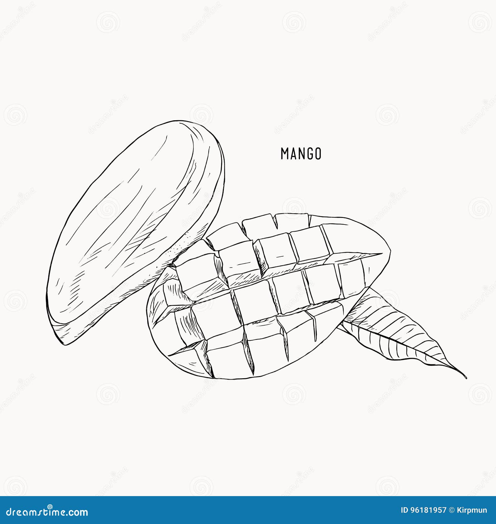 Mango Hand Drawn. Vintage Style Stock Vector - Illustration of garden ...
