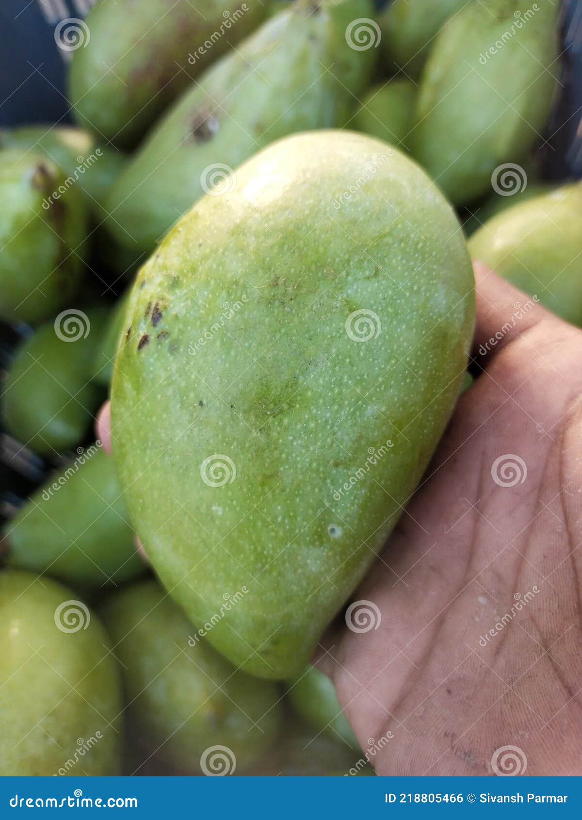Mango and hand stock photo. Image of shrub, food, hand - 218805466