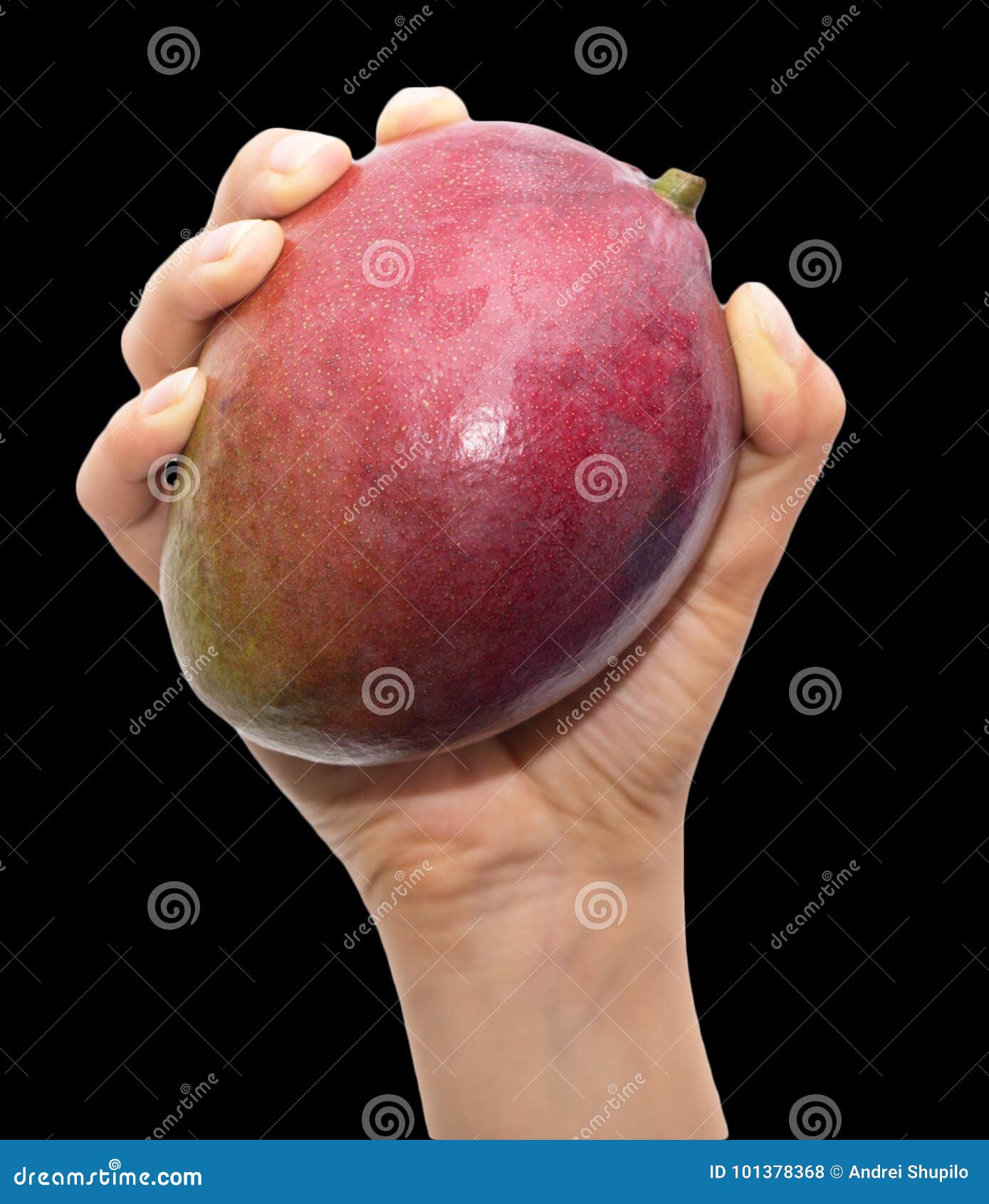 Mango in hand stock photo. Image of sections, fruit - 101378368