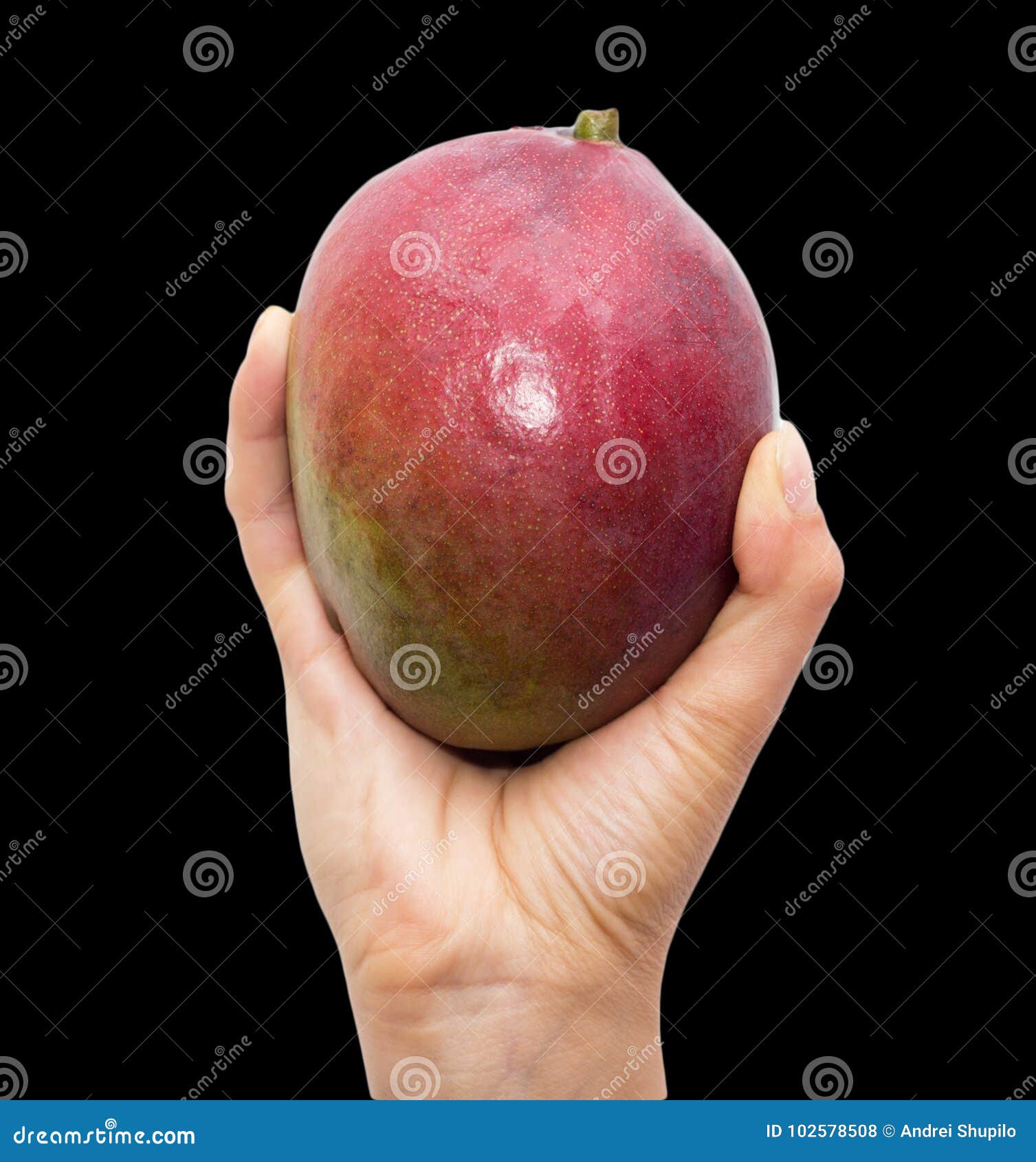 Mango in hand stock photo. Image of orange, freshness - 102578508