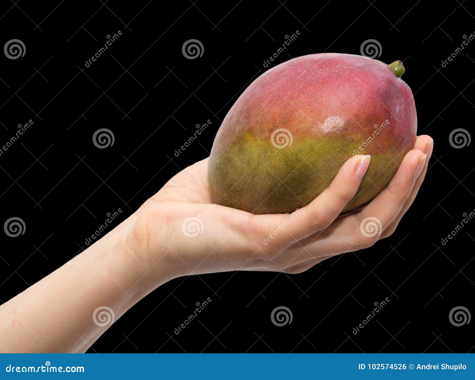 Mango in hand stock photo. Image of snack, seasonal - 102574526