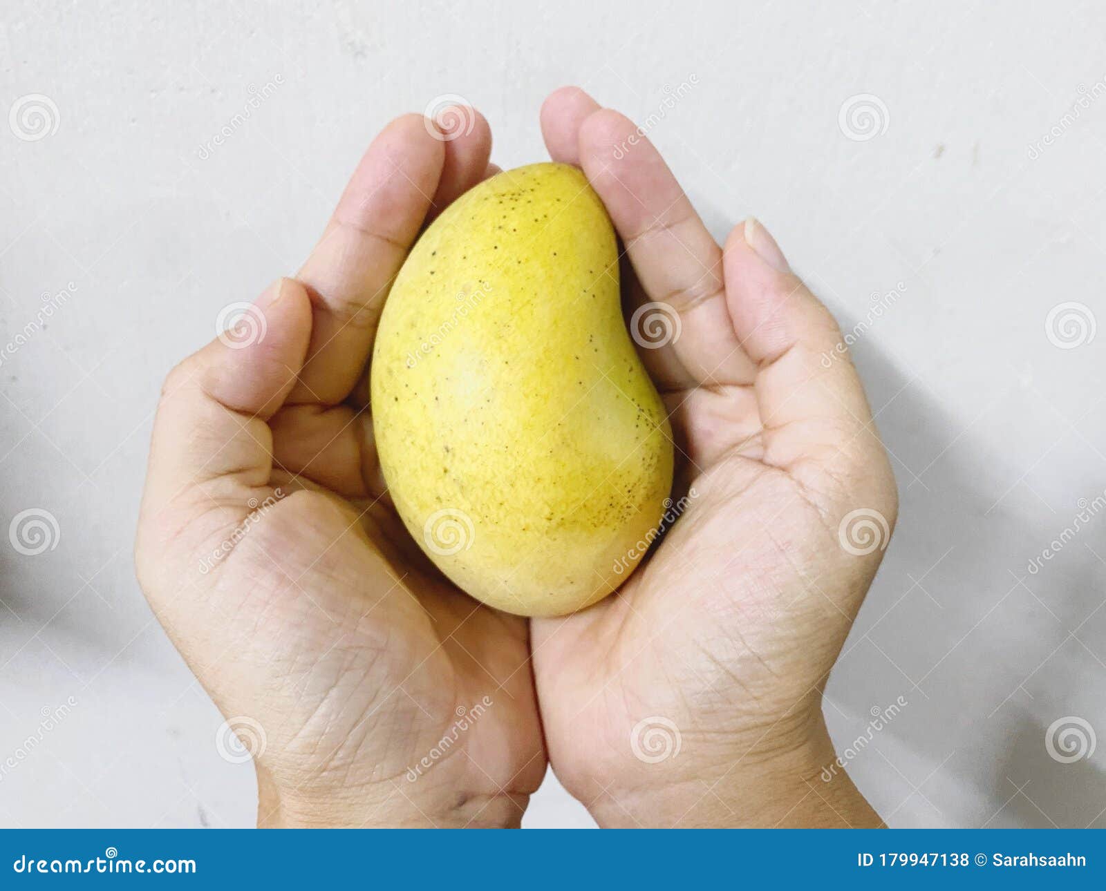 A mango in hands stock photo. Image of yellow, leaf - 179947138