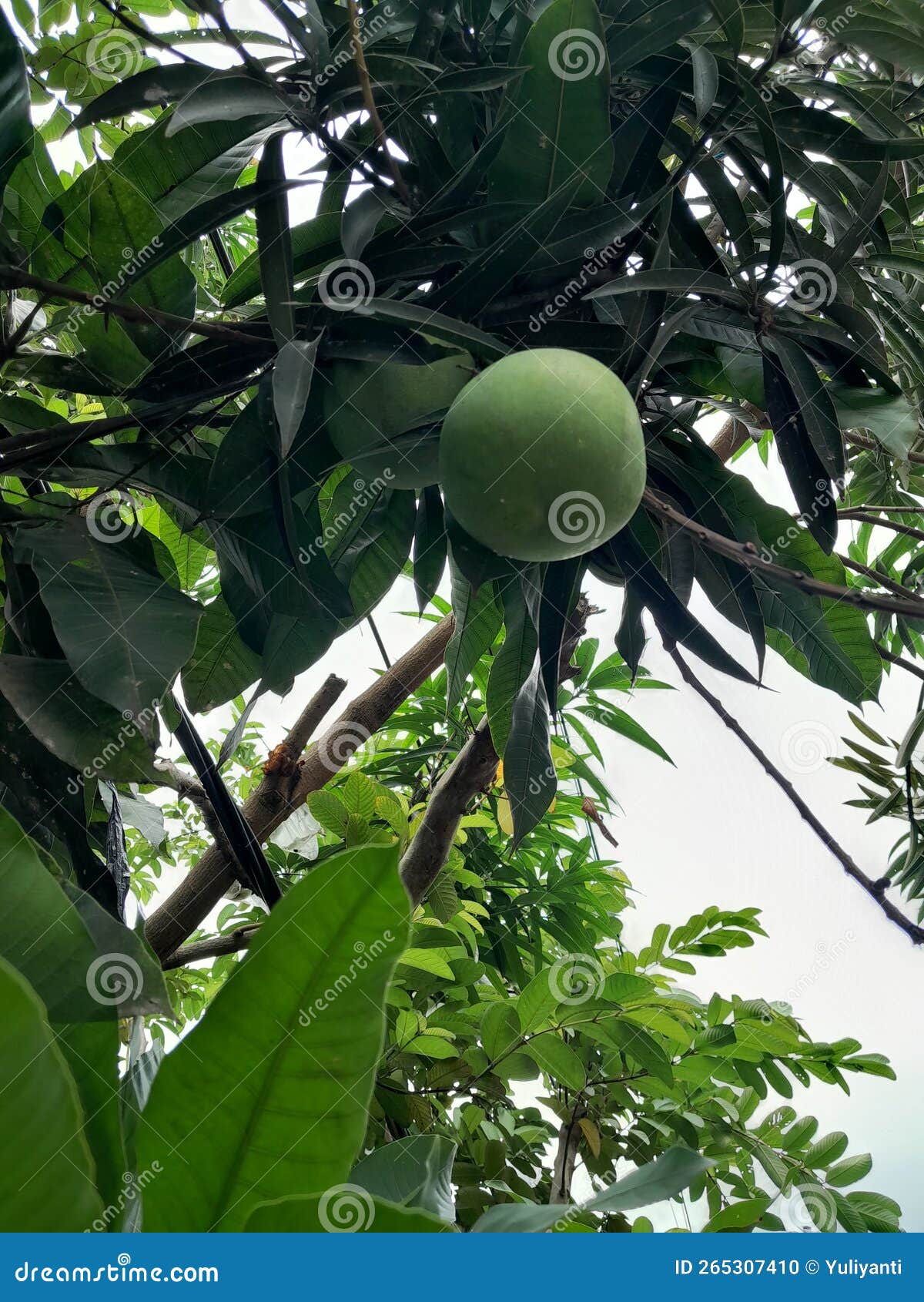 Mango hanging on a branch stock photo. Image of green - 265307410