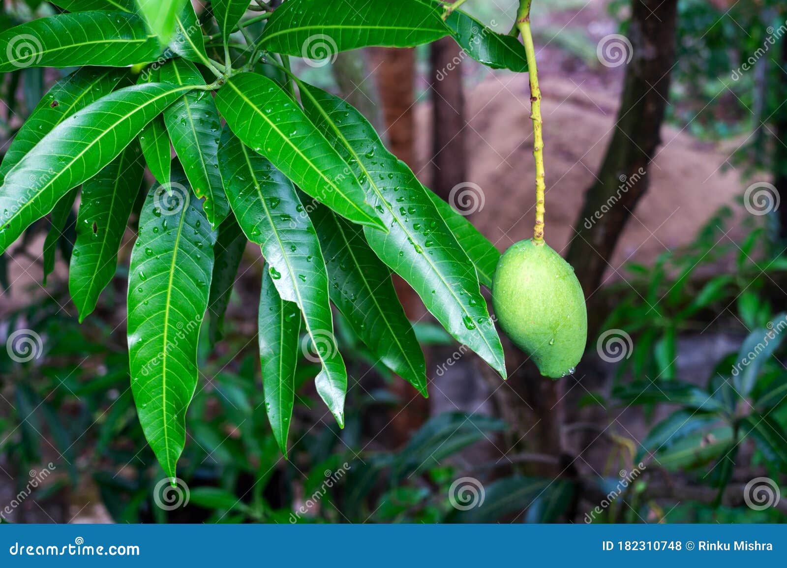 The Mango is Hanging on a Branch of a Tree with Water Drops at Sunny ...