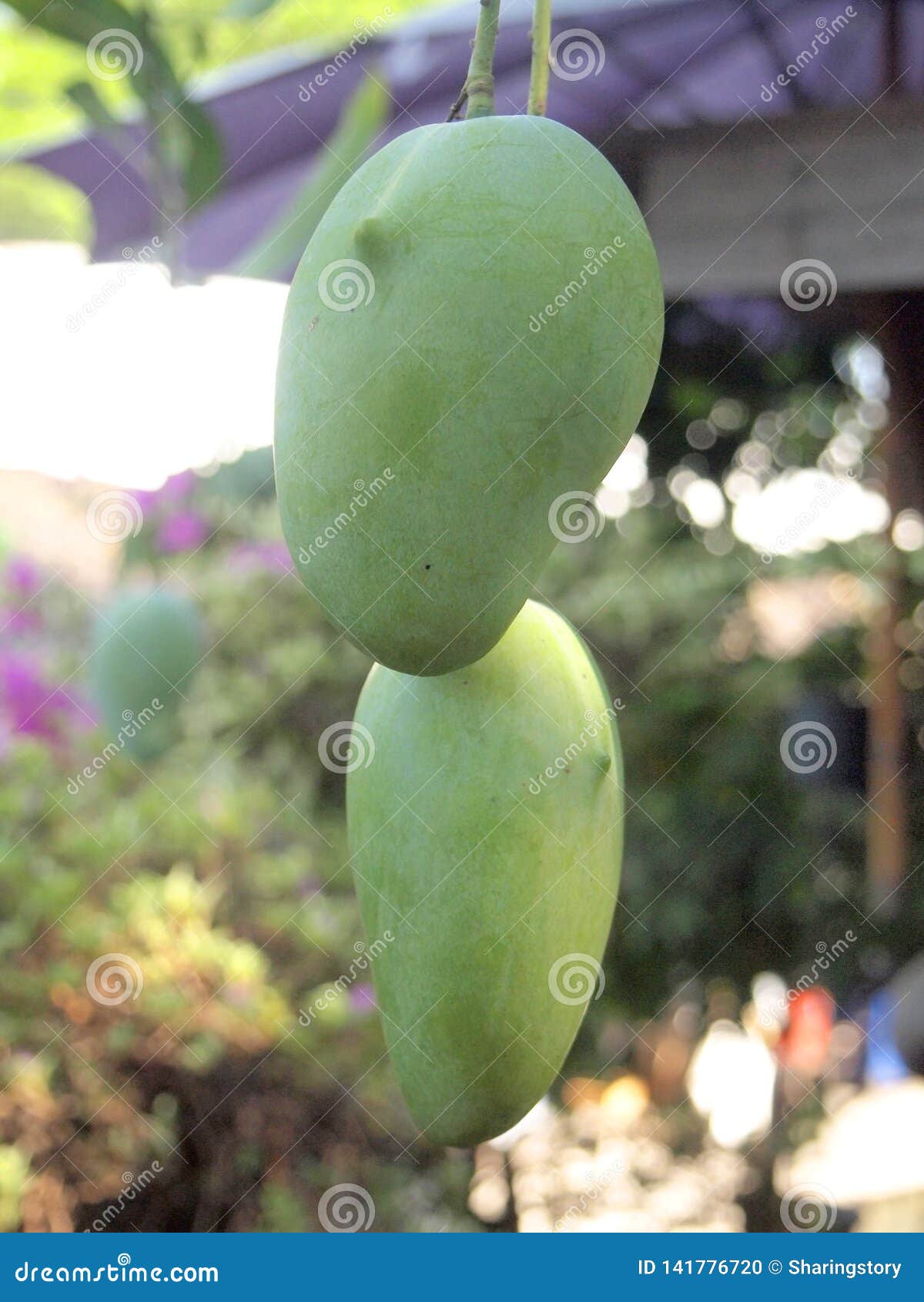 Mango hanging on tree stock photo. Image of harvest - 141776720